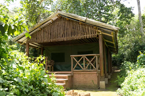 Kibale National Park in Uganda - Entrance Fees, Animals and Activities