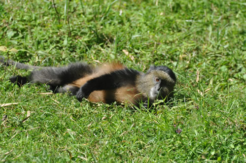 Golden Monkeys of Africa - Facts, Habitat and Conservation